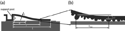 A Schematic Cross Section Of Adhered Microcantilever Configured In The