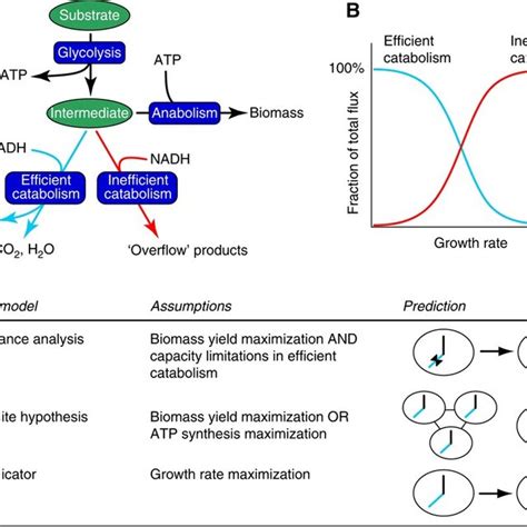 A General Trend In The Use Of Alternative Metabolic Pathways And A Download Scientific Diagram