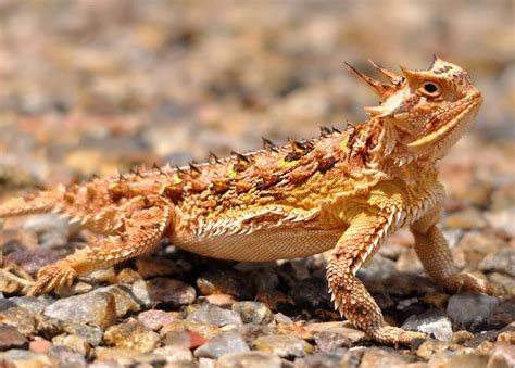 Desert Horned Lizard Naturerules1 Wiki Fandom