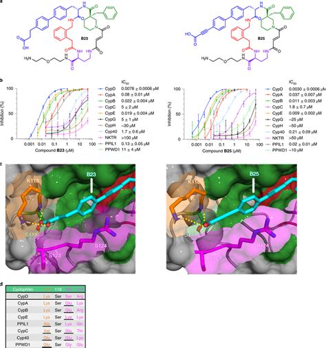 Carboxylate Containing Biphenyl Derivatives Of B2 Offer Enhanced Cypd Download Scientific