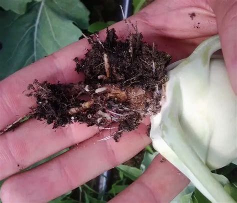 Cabbage Root Maggots How To Identify Control And Prevent Okra In
