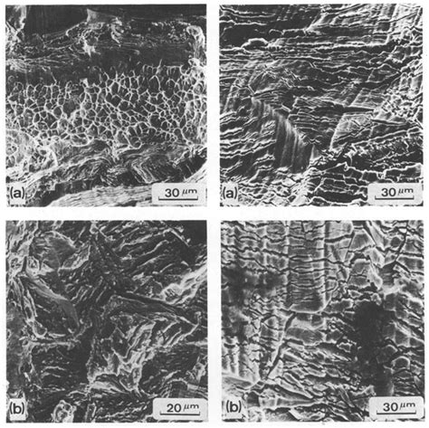 Scanning Electron Micrographs Of The Fracture And Outer Surfaces Of The