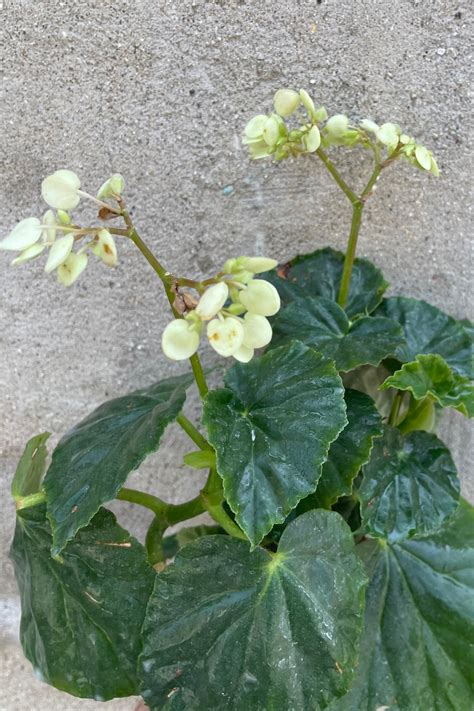 Begonia Odorata Alba 4 Sprout Home