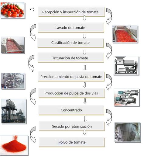 Diagrama De Tomate Marco Productivo Del Tomate De Industria Español
