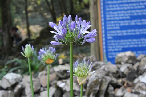 Violeta By Nabbyteddy On Deviantart