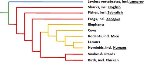 Simplified And Truncated Evolutionary Tree For Vertebrates Green
