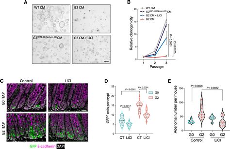 Telomere Dysfunction Alters Intestinal Stem Cell Dynamics To Promote Cancer Developmental Cell