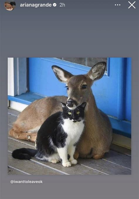 I Love Her 🥹🦌🐈‍⬛ R Ariheads