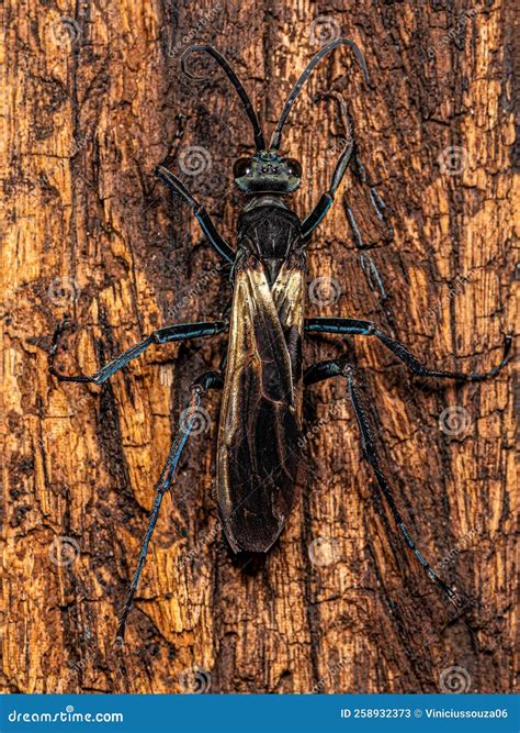 Adult Tarantula Hawk Wasp Stock Image Image Of Hawk 258932373