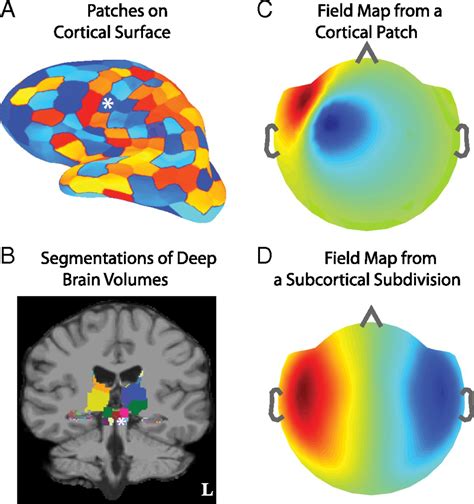 Sparsity Enables Estimation Of Both Subcortical And Cortical Activity From Meg And Eeg Pnas