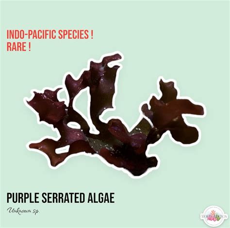 Purple Serrated Macroalgae Unknown Sp Mosaicmacros