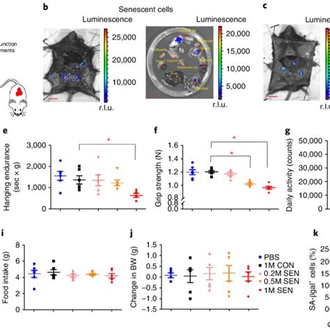Senolytics Improve Physical Function And Increase Lifespan In Old Age Request Pdf