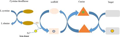 Fe S Cluster Assembly Download Scientific Diagram