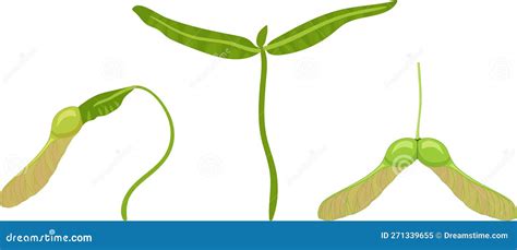 Green Samara Fruit Of Norway Maple Or Acer Platanoides Isolated On