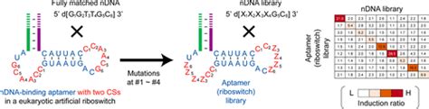 Facile Expansion Of The Variety Of Orthogonal Ligandaptamer Pairs For Artificial Riboswitches