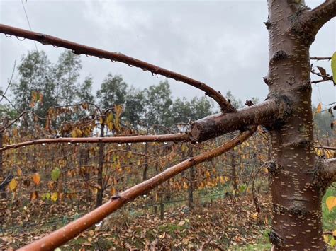 Pruning And Load Regulation For Orchard Development Smartcherry