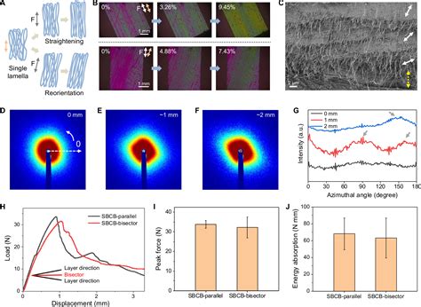 Hierarchical And Reconfigurable Interfibrous Interface Of Bioinspired