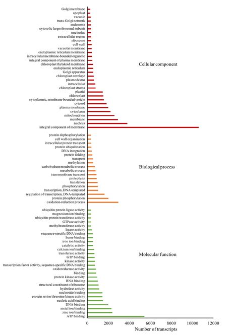 Towards Sex Identification Of Asian Palmyra Palm Borassus Flabellifer L By Dna Fingerprinting