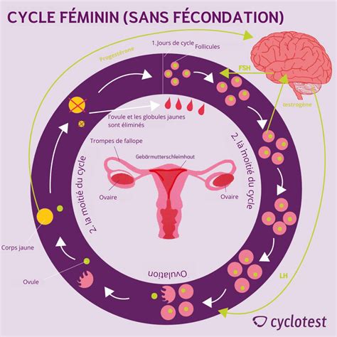 Quelles Sont Les Hormones Du Cycle Menstruel Cyclotest