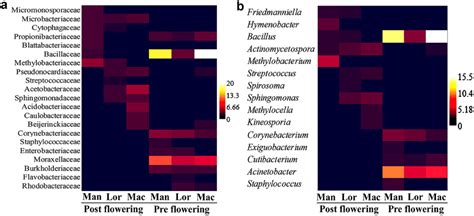 Heatmap Of Relative Abundance Of Families And Genera Present Within The Download Scientific