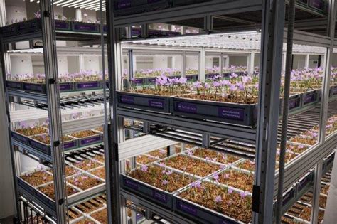 Saffron Tech Revolutionizing Saffron Cultivation