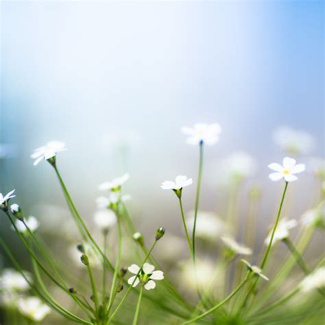 ရေး ကိုသက်ဦး၊ ဆို မာမာအေး နှင်းပျောက်တဲ့နွေ Harp Version Unicode