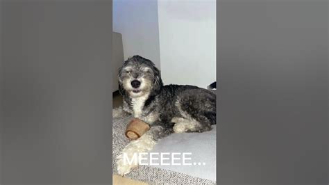 Hellooooo Puppy Petsrule Cuteanimal Cute Adorably Cutepuppy Pets