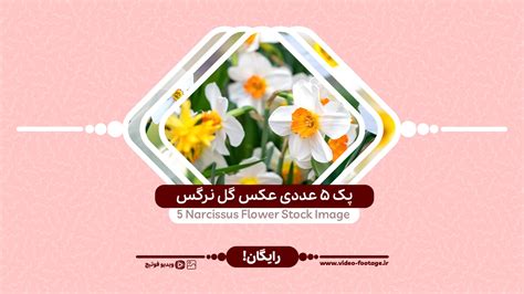 پک 5عددی تصویر استوک گل نرگس ویدیو فوتیج