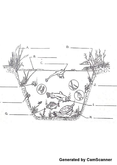 Population Dynamics Worksheet — Db