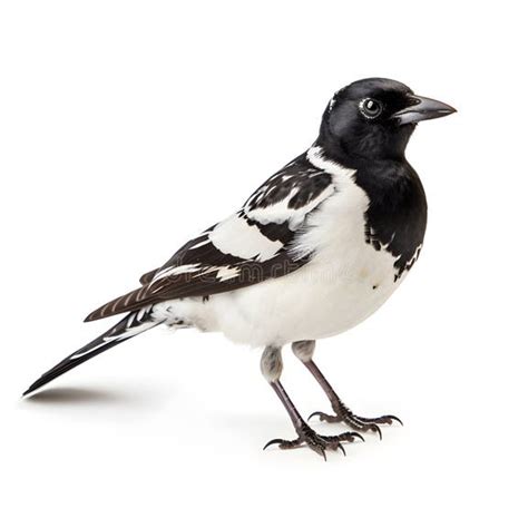 Pied Magpie Robin Isolated On White Background Stock Illustration Illustration Of Ornithology