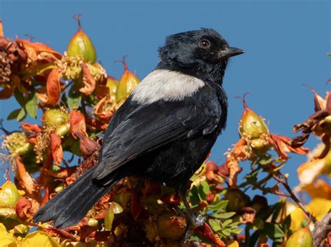 Crna Senica Belih Leđa Ebird