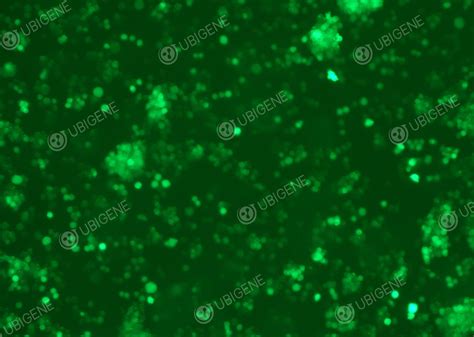 人单核细胞 Thp 1 Egfp 源井生物【官网】