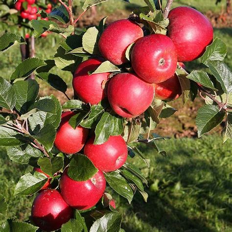 Apple Red Windsor Edible Dessert Apple Outdoor Fruit Tree Bare Root 12m
