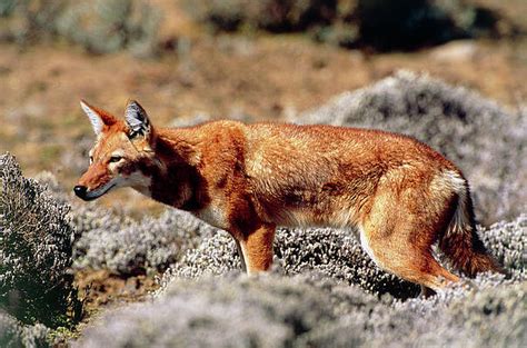 Simien Jackal Simien Jackal Ethiopian Wolf Mother And Cub At Den
