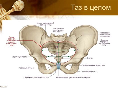 Tulang Pelvis Wanita ~ Caritahu