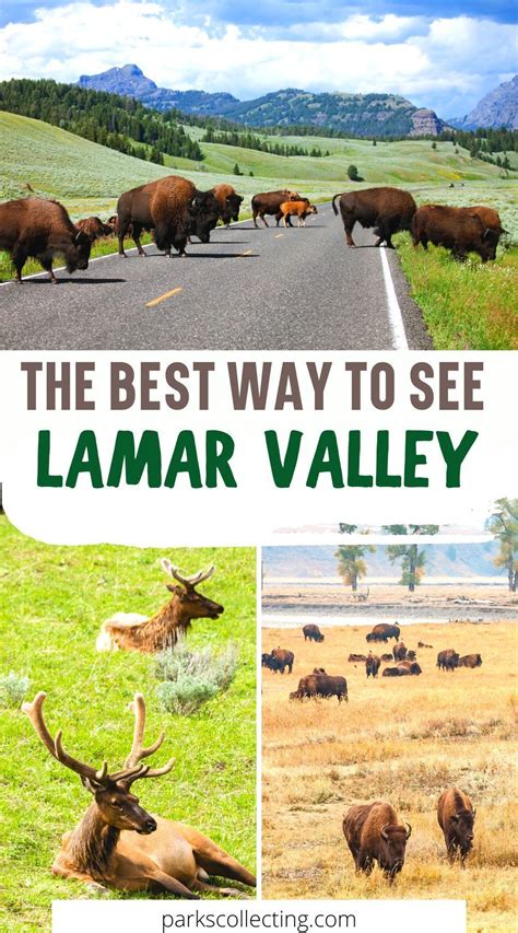 The Best Way To See Lamar Valley Yellowstone Vacation Planning