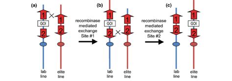 Schematic Representation Of A Recombinase Mediated Introgression Event Download Scientific