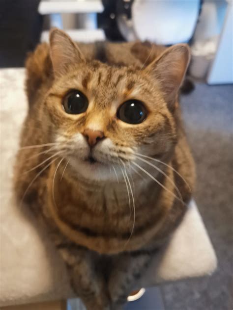 котэ прикольные картинки с кошками смешные картинки и другие приколы комиксы гиф анимация