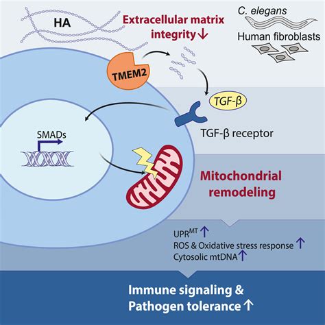 The Extracellular Matrix Integrates Mitochondrial Homeostasis Cell