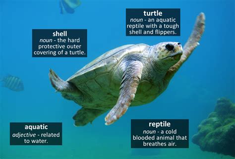 Turtle Vocabulary Funky English