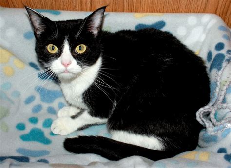 About This Cat Gremlin The Feline Connection