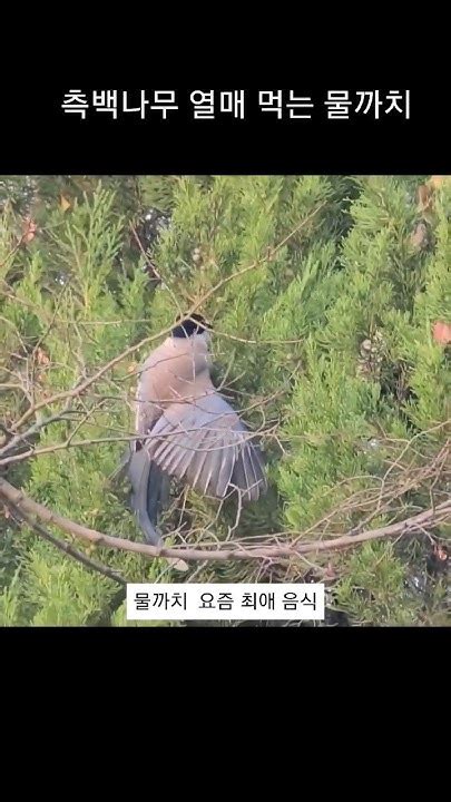 측백나무 열매는 어떤 맛일까 물까치와 측백나무 열매 Youtube