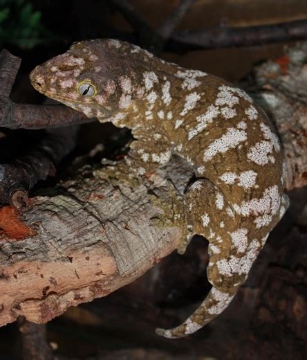Leachie Gecko Facts And Pictures