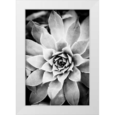 Berzel Erin 11x14 White Modern Wood Framed Museum Art Print Titled Monochrome Succulent I