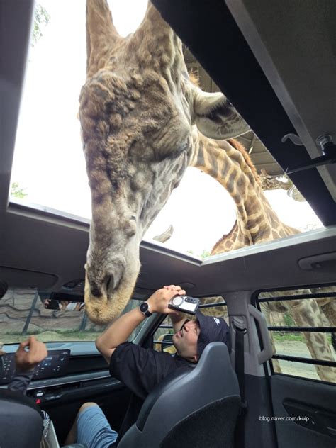 에버랜드 로스트밸리 스페셜투어 하고왔어요 네이버 블로그