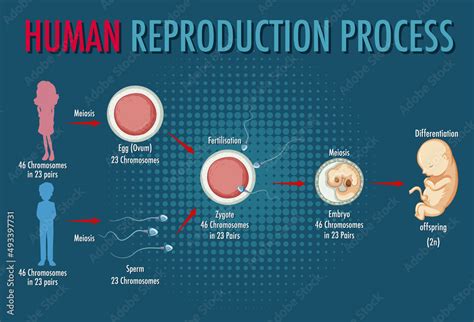 Diagram Showing Human Reproduction Process Stock Vector Adobe Stock