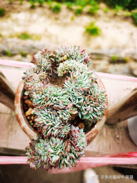 多肉扦插小技巧,手把手教你一变多~速来围观! 知乎 多肉扦插小技巧,手把手教你一变多~速来围观! 知乎