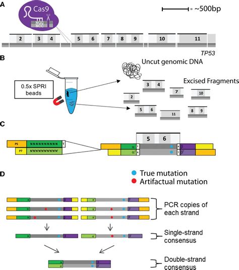 Targeted Genome Fragmentation With Crisprcas9 Enables Fast And Efficient Enrichment Of Small