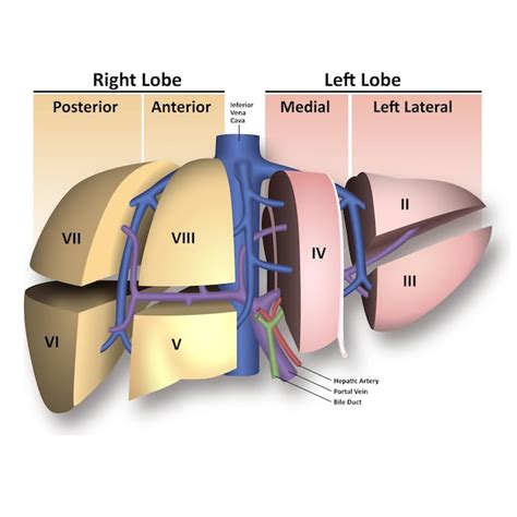Premium Vector Liver Anatomy Dissection