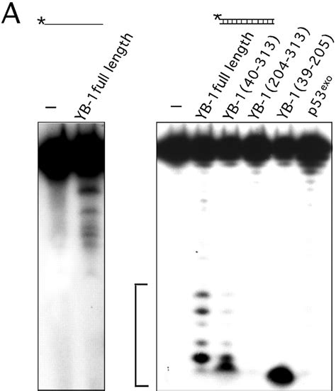 Exonuclease And Dna Nicking Activity Of Yb‐1 A Forty Nanograms Of Download Scientific